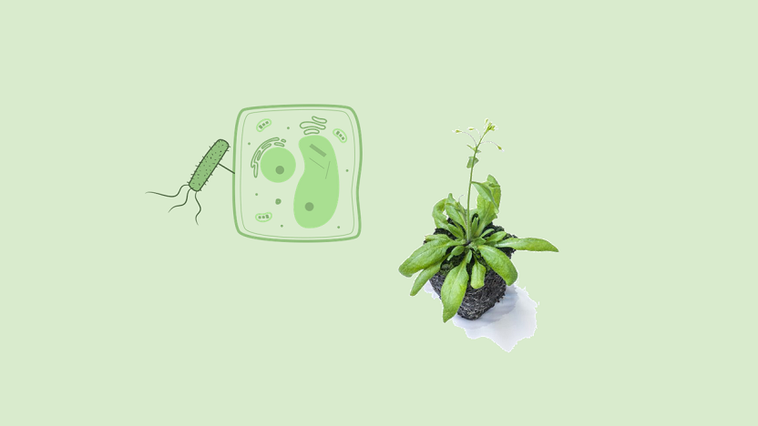 Boosting plant disease resistance through genetic engineering - Science ...